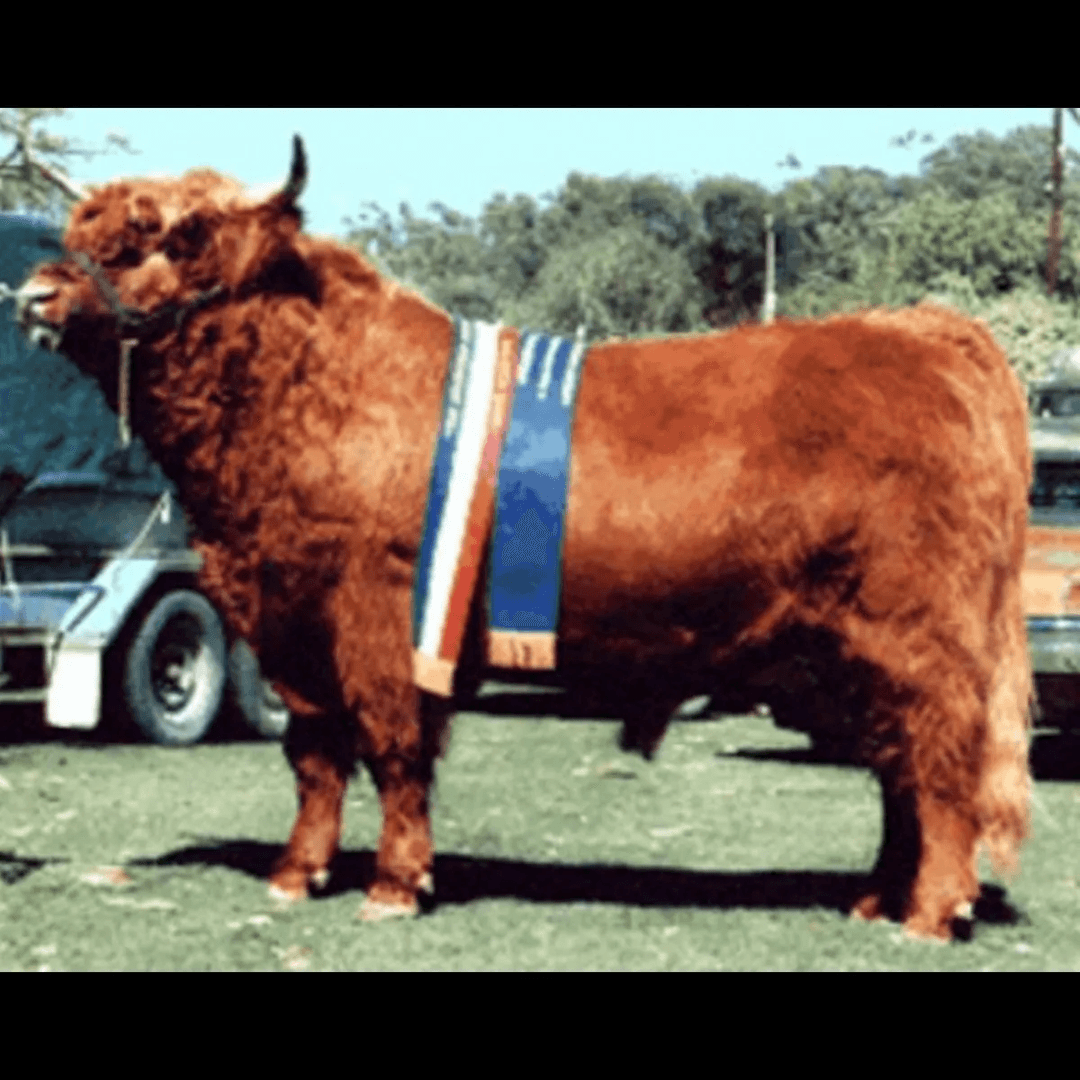 Classifieds - Australian Highland Cattle Society