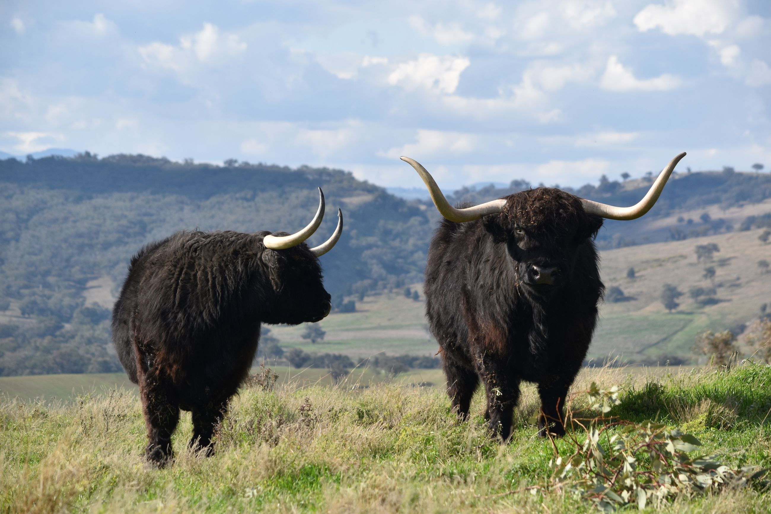 Highland Beef - Australian Highland Cattle Society