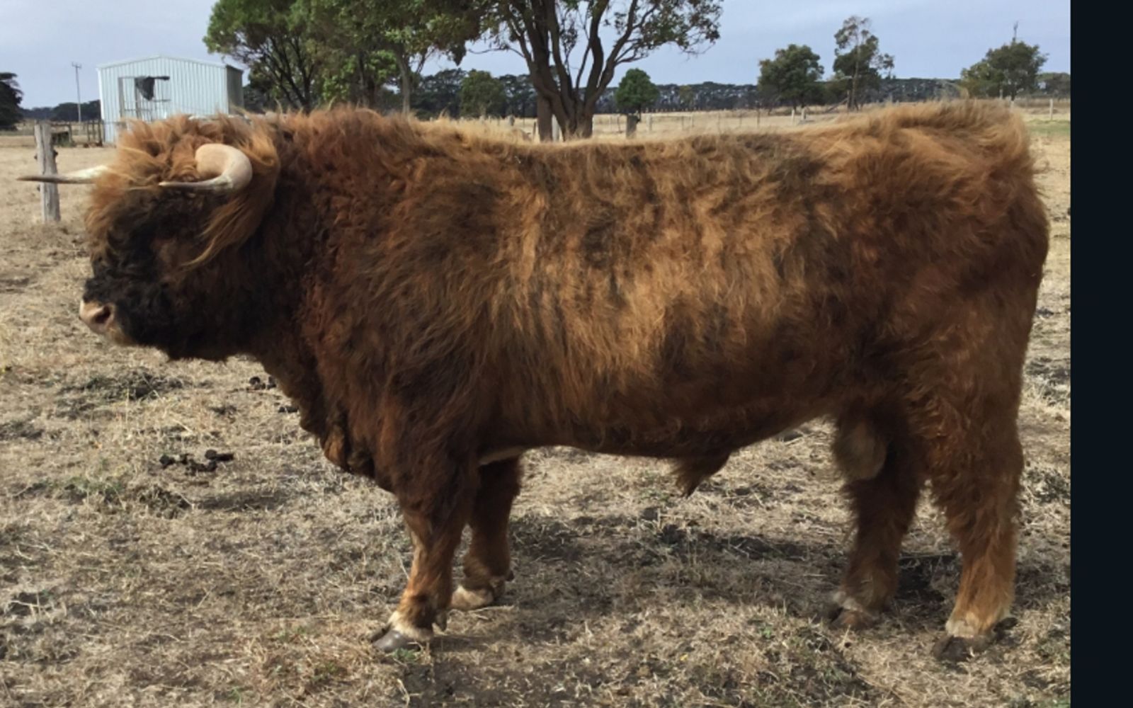 Classifieds - Australian Highland Cattle Society