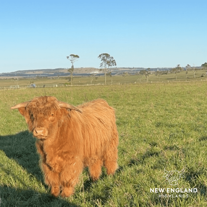 Classifieds - Australian Highland Cattle Society