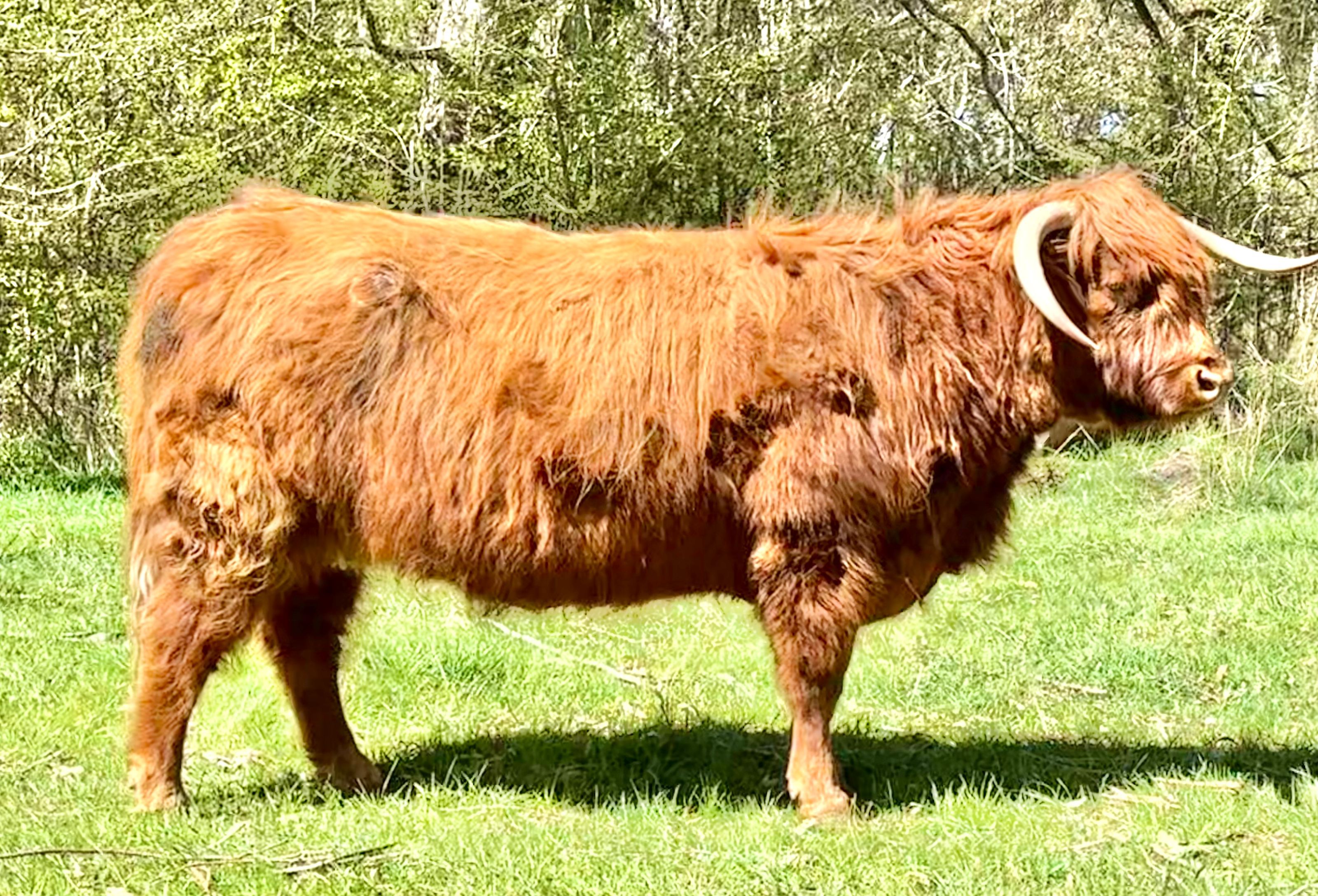 Classifieds - Australian Highland Cattle Society