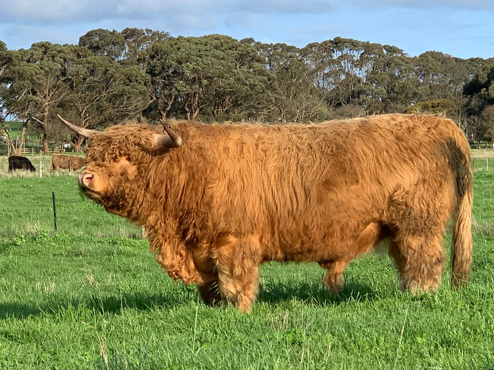 Classifieds - Australian Highland Cattle Society