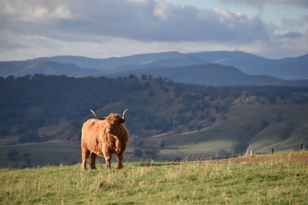 Australian Highland Cattle Society