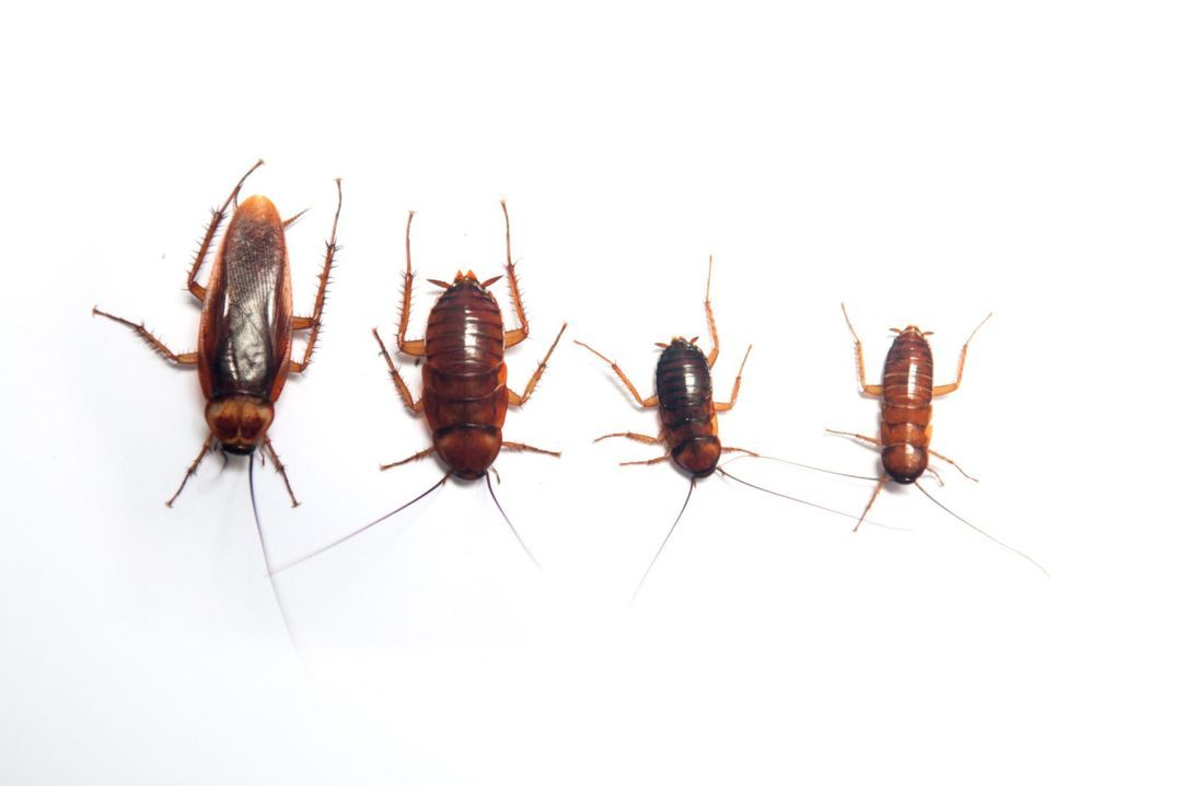 Identify & Get Rid Of Baby Cockroaches In Your Home | Alta