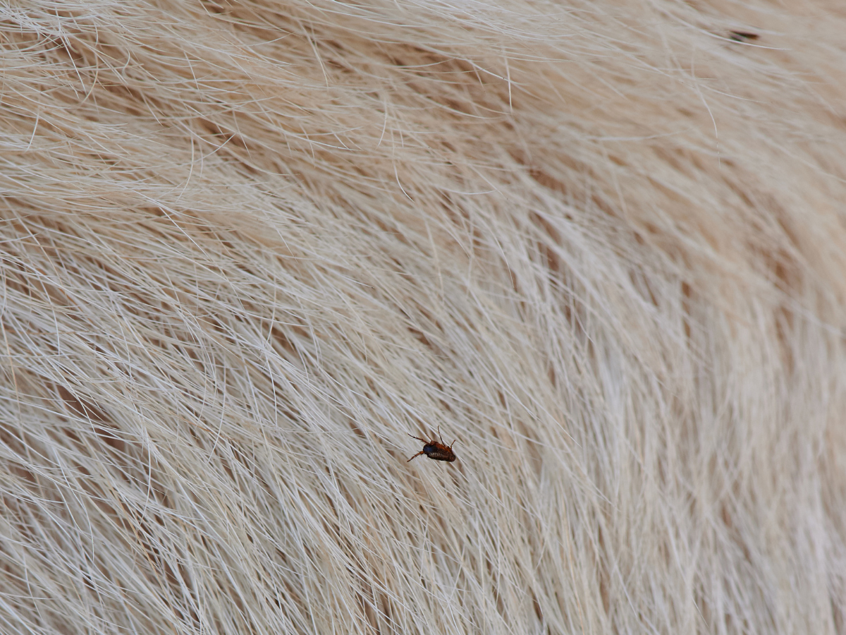How To Tell If You Have Fleas | Alta
