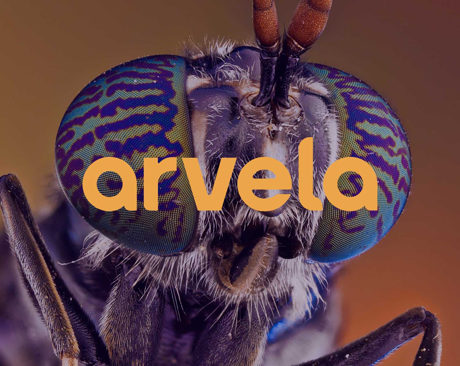 Arvela | Branding and Website by WOODS Agency | Branding - Website ...
