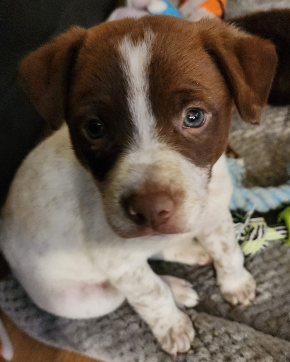 Wiggly Tails Dog Rescue - Adopt a Rescued Dog