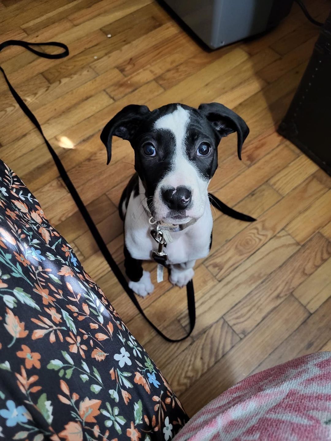 Wiggly Tails Dog Rescue