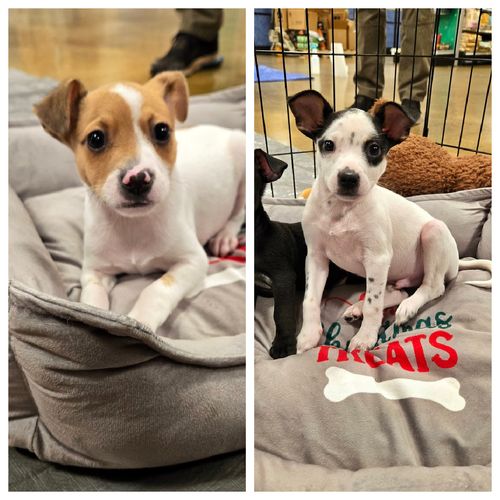 Wiggly Tails Dog Rescue - Adopt a Rescued Dog