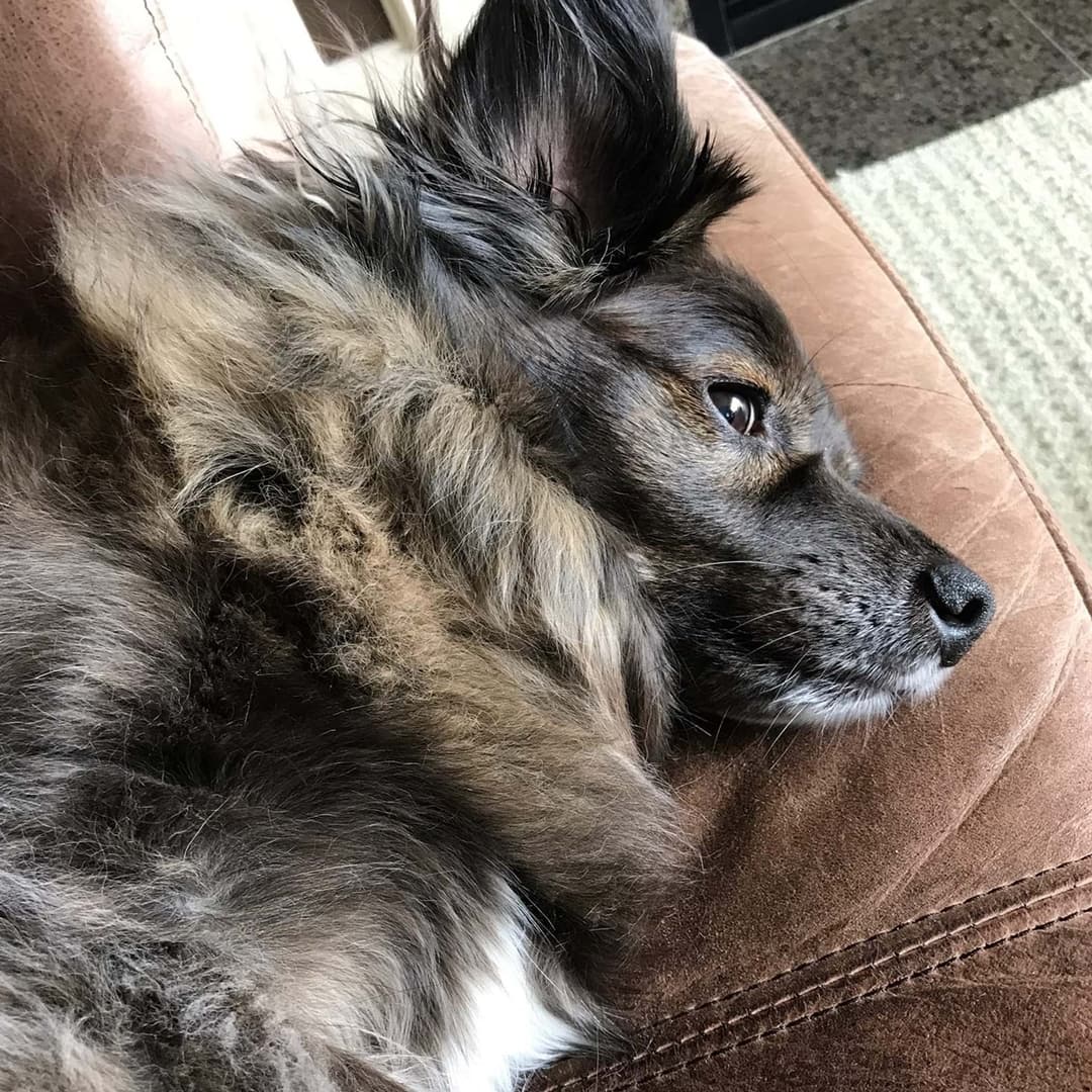 Wiggly Tails Dog Rescue