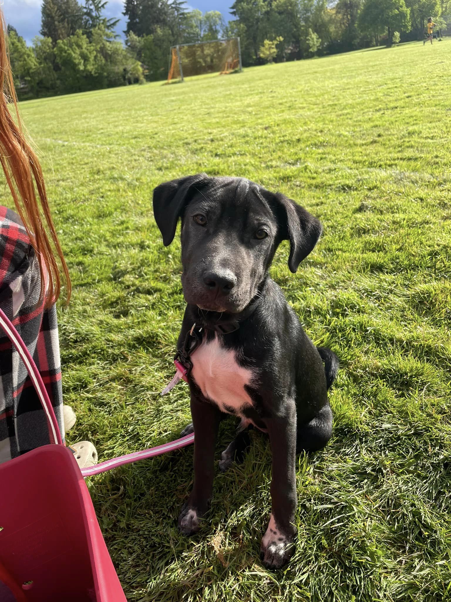 Wiggly Tails Dog Rescue