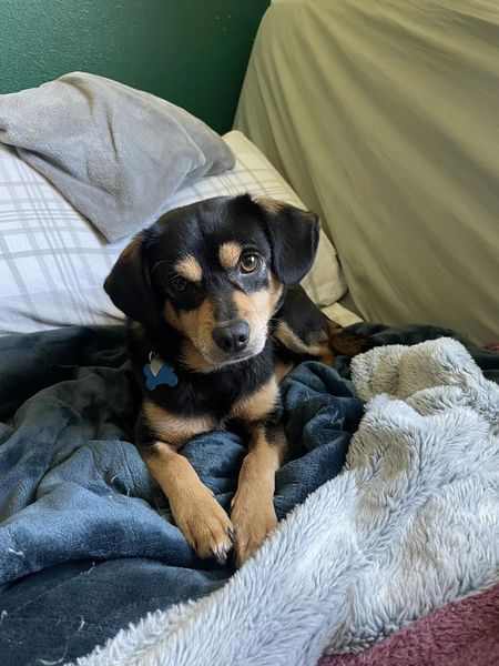 Wiggly Tails Dog Rescue