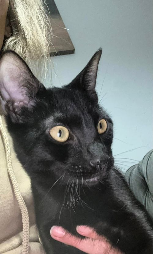 Wiggly Tails Dog Rescue