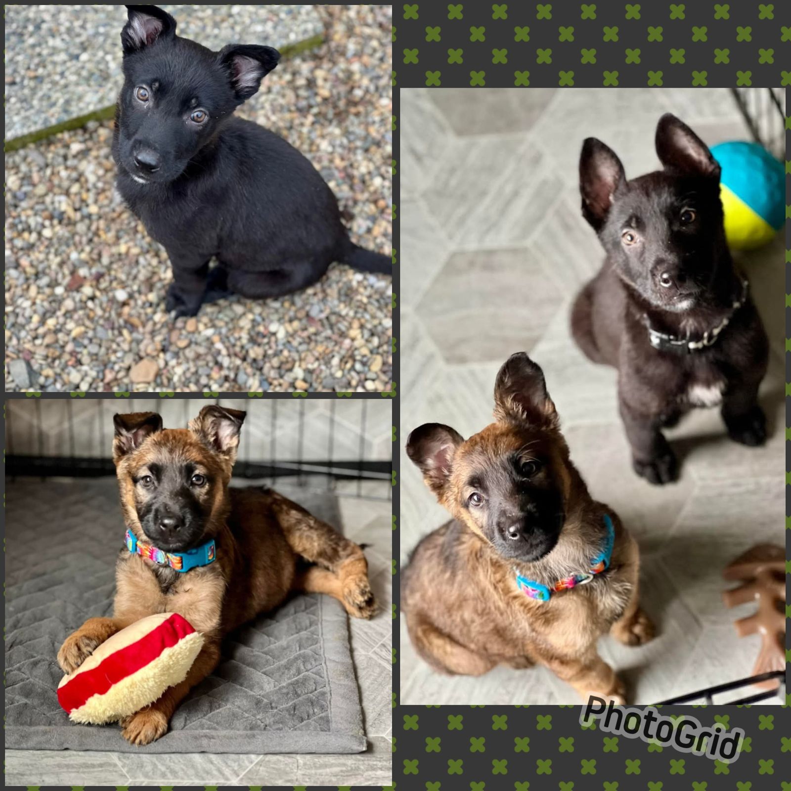 Wiggly Tails Dog Rescue