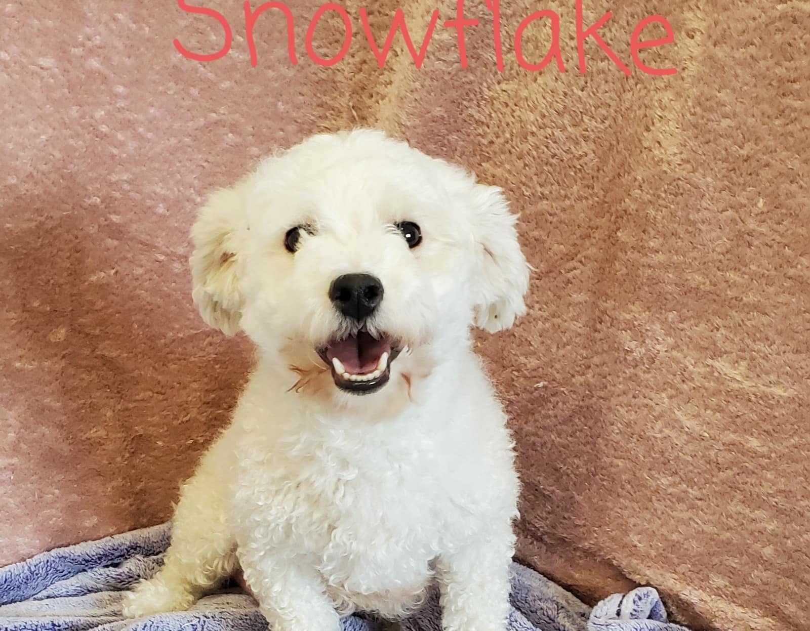 Home | Green Bush Kennel