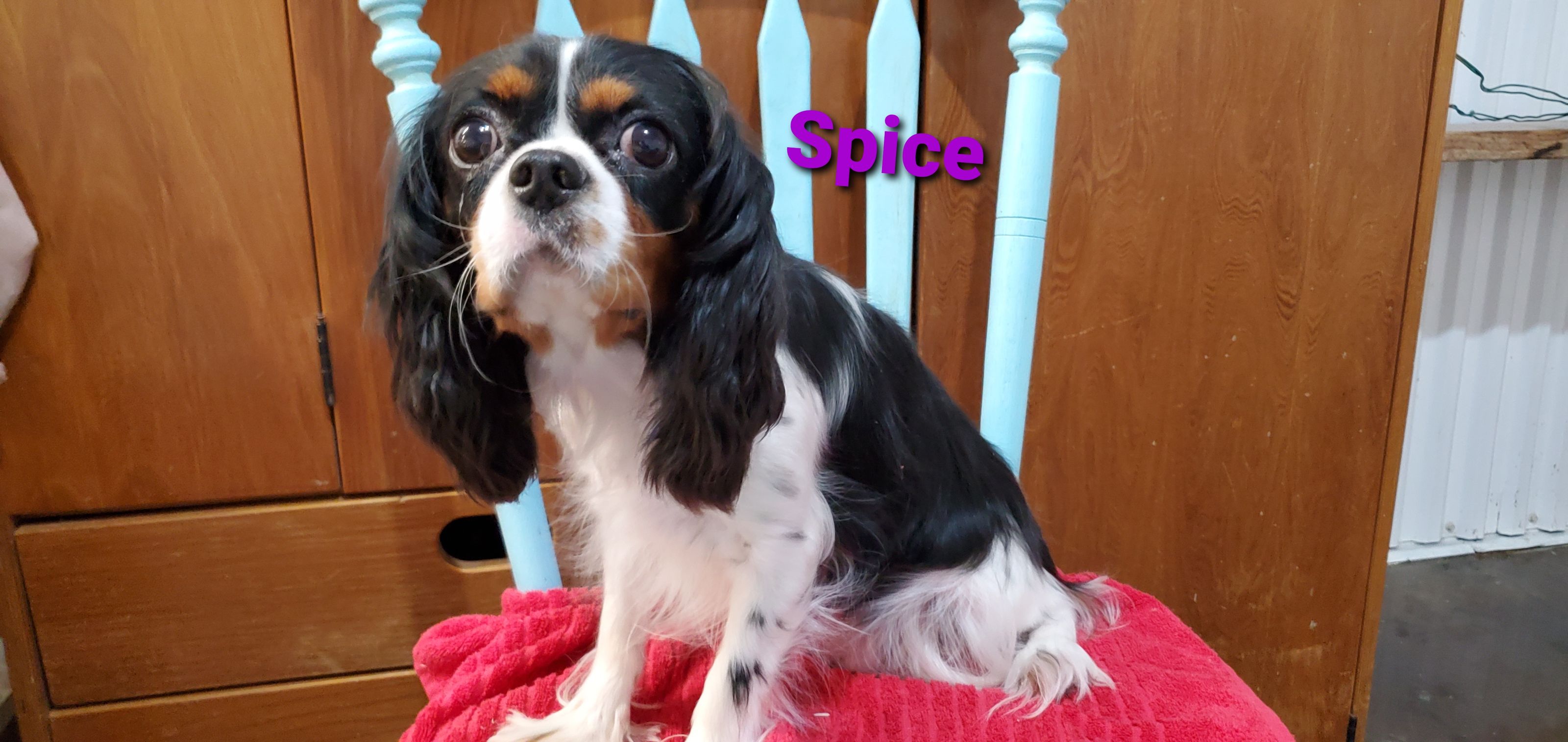 Home | Green Bush Kennel