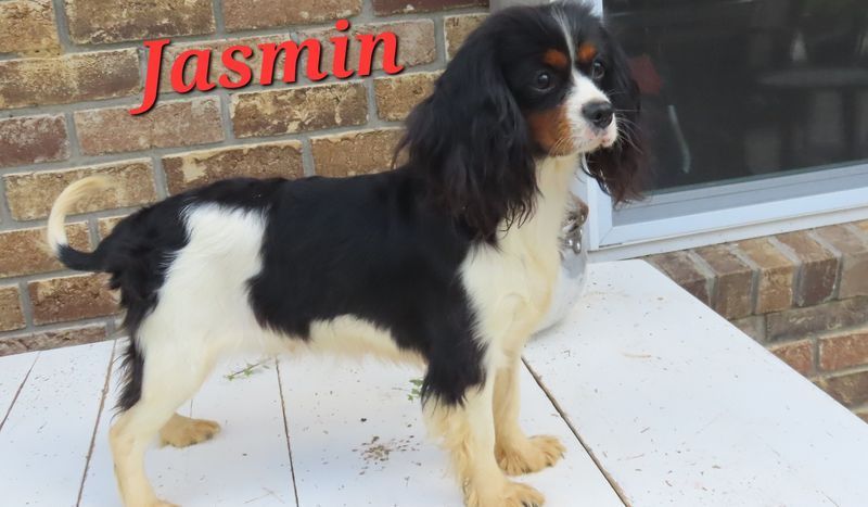 Home | Green Bush Kennel