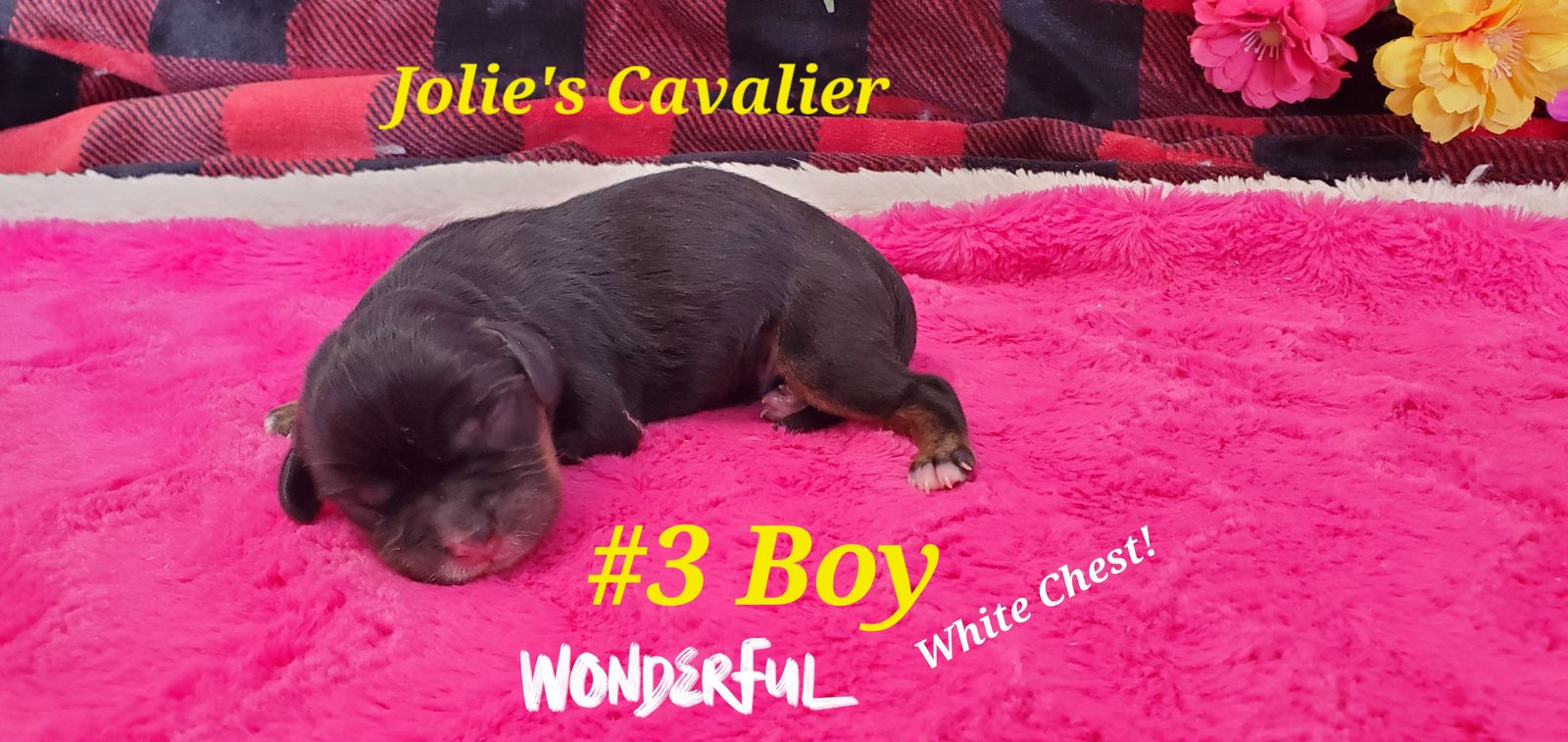 Home | Green Bush Kennel