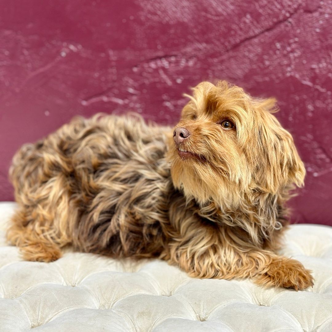 Home | Green Bush Kennel