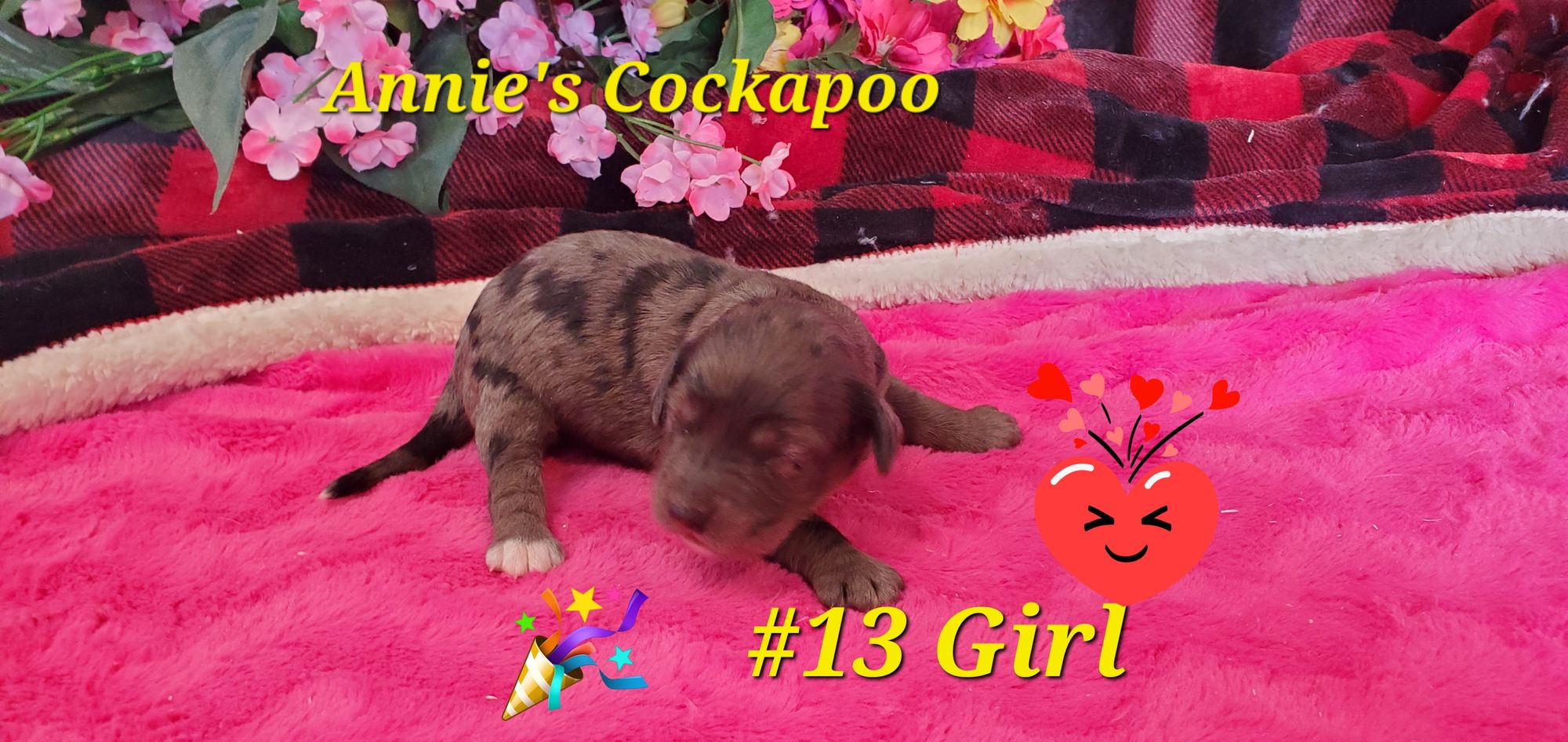 Home | Green Bush Kennel