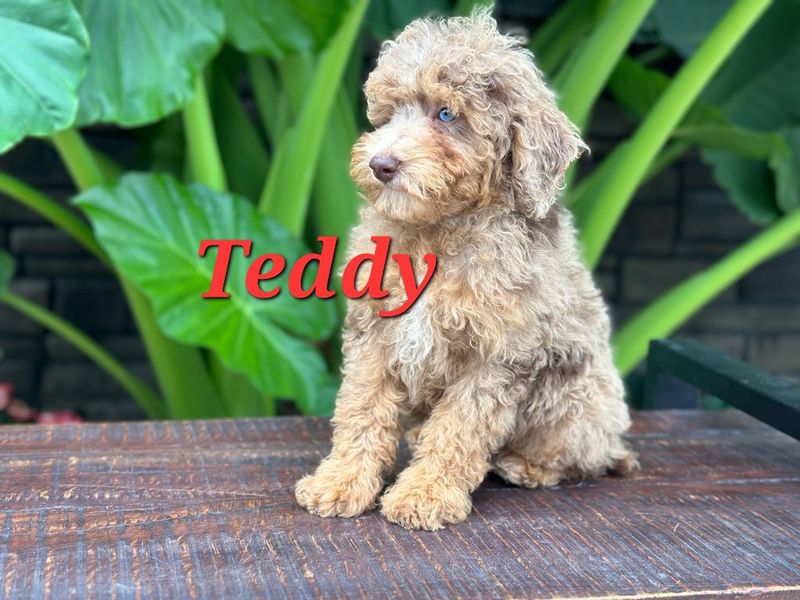 Home | Green Bush Kennel