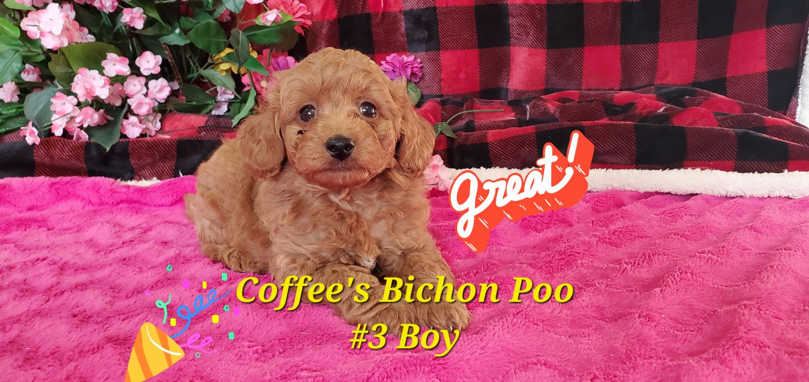 Home | Green Bush Kennel