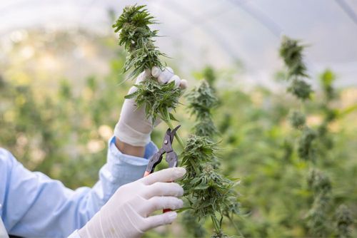 Cannabis Workers’ Comp Class Codes: A Guide