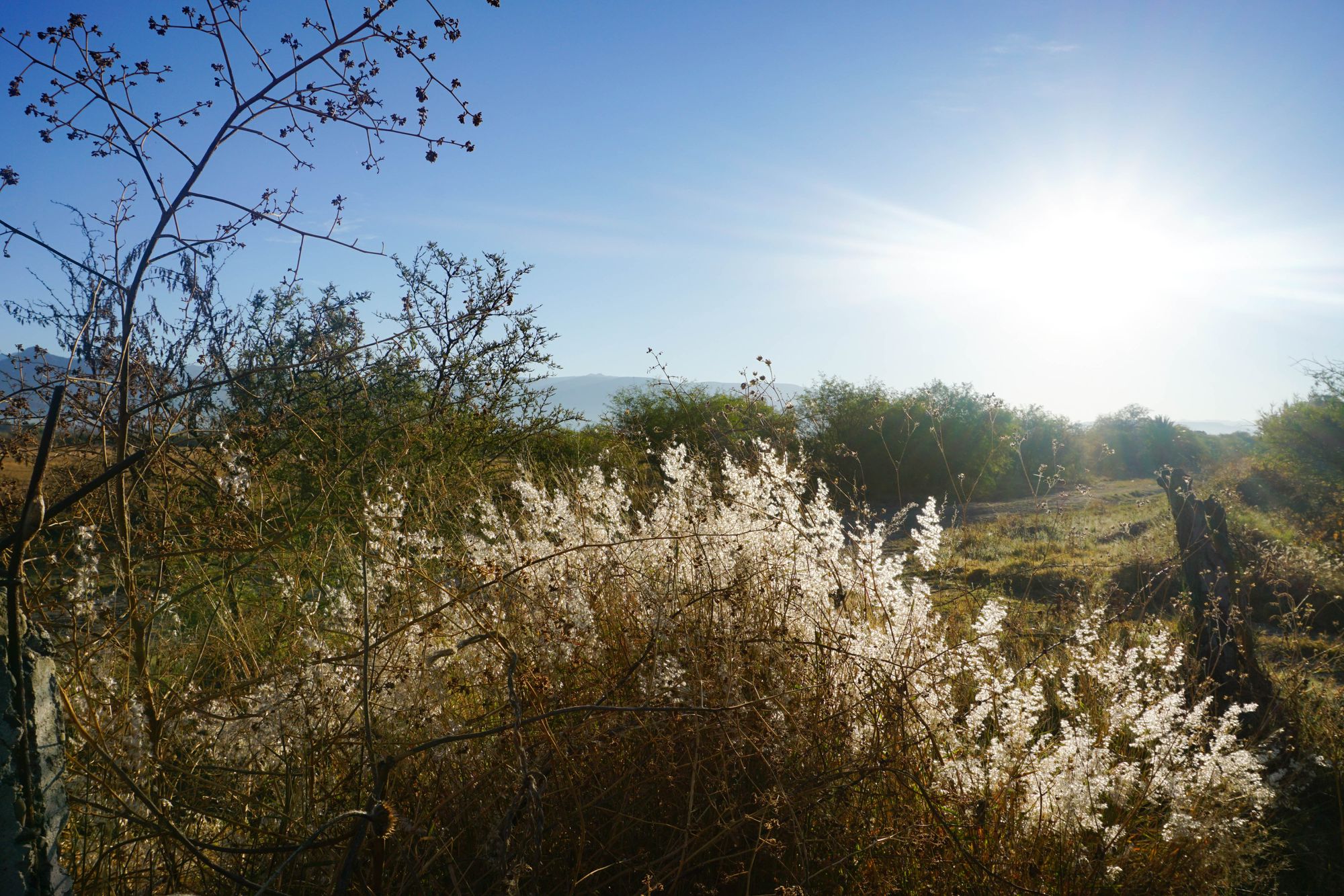 A Peyote Ceremony: What Is It and What To Expect