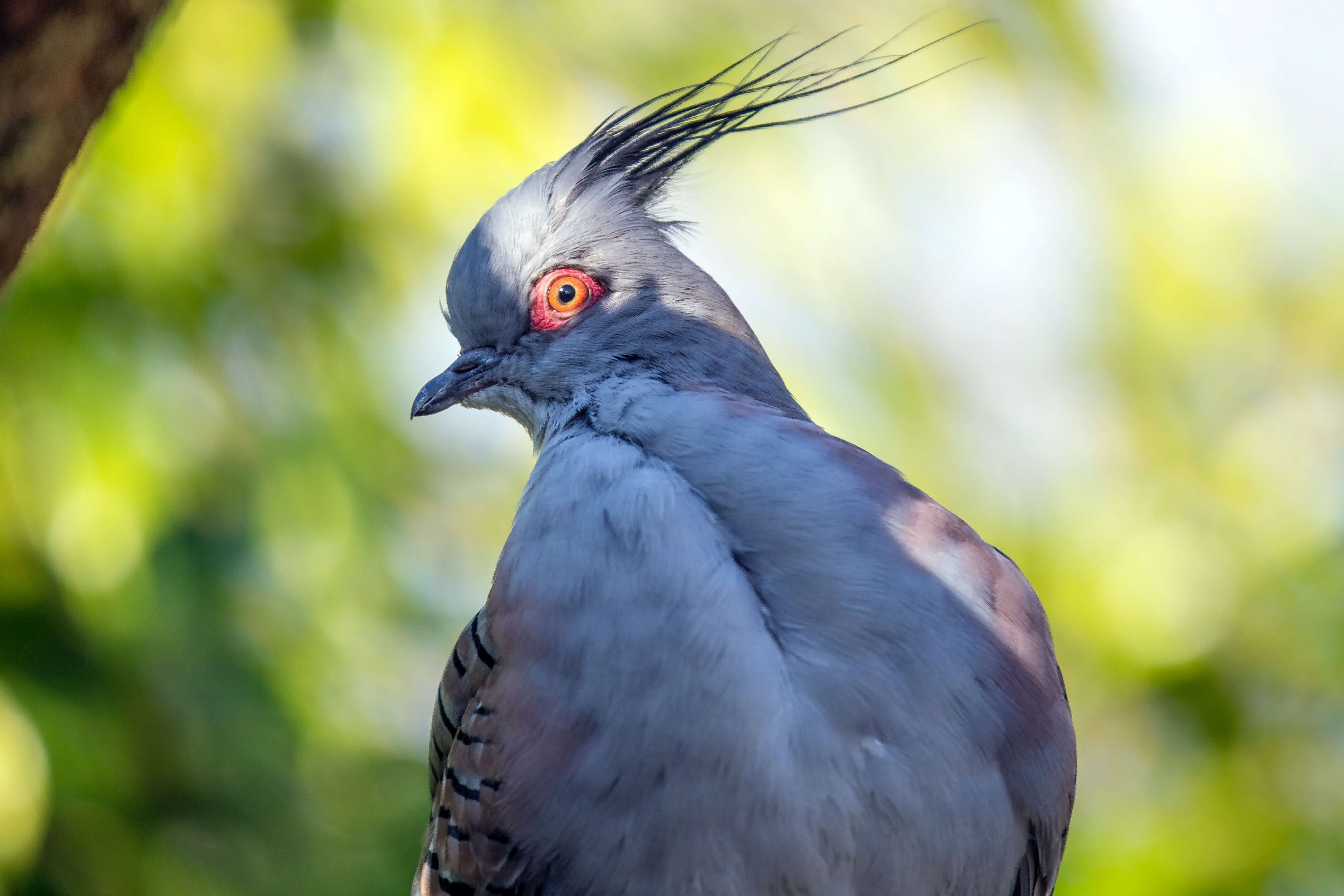 Crested Pigeons - Paphos Zoo Map