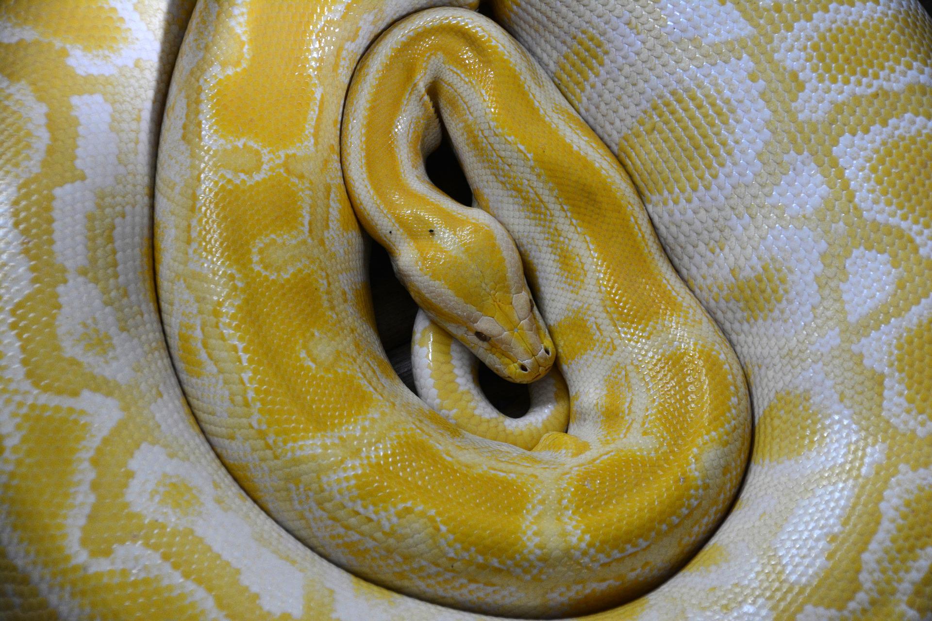 Burmese Python - Paphos Zoo
