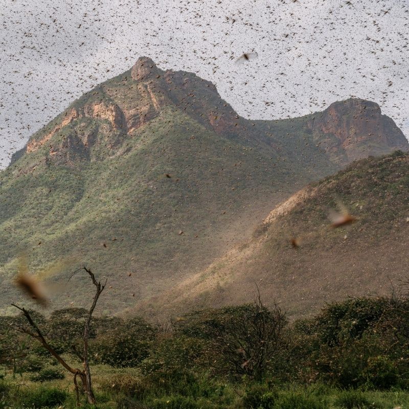 FAO: Tracking Locust with Tech