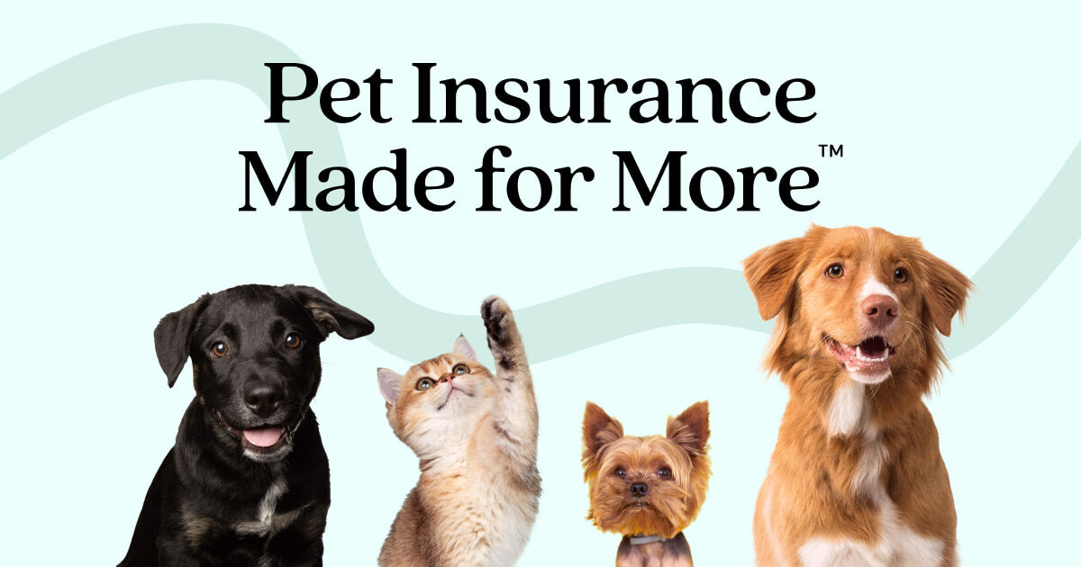Pet Insurance in Winnipeg, Canada | Fetch Pet Insurance