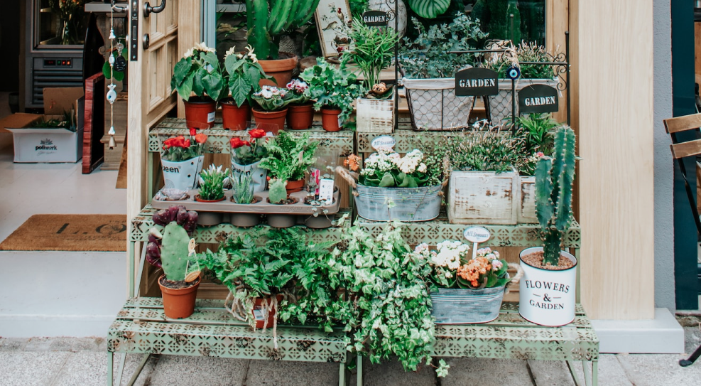Display its business data like Botanic with Comeen Play