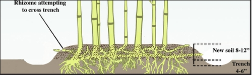 Controlling Bamboo Spread | Bamboo Garden