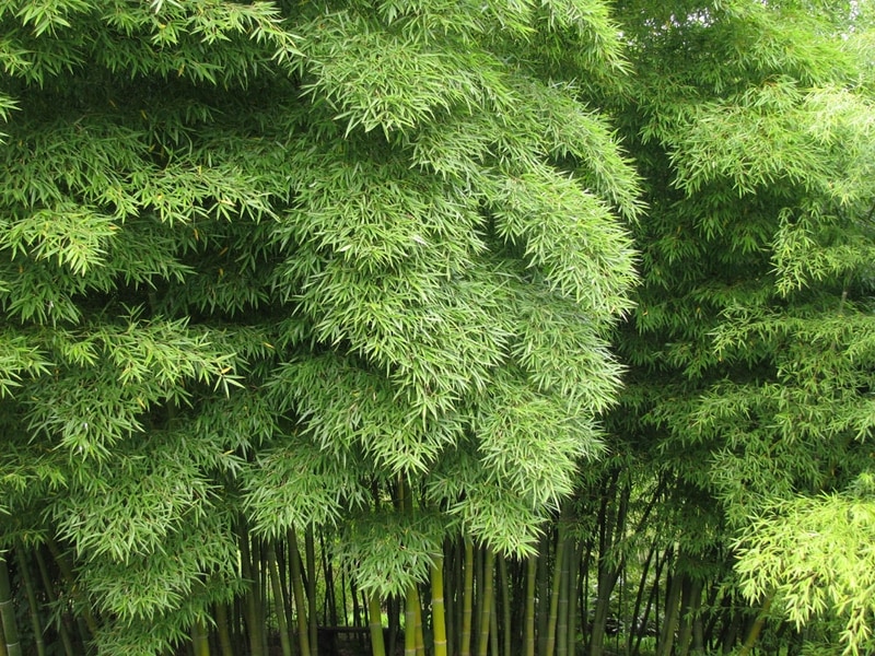 Controlling Bamboo Spread | Bamboo Garden