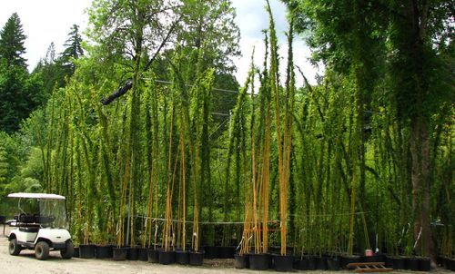 Bamboo Garden Nursery