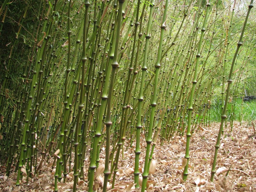 Qiongzhuea tumidissinoda Walking Stick Bamboo, Chinese Walking Stick ...