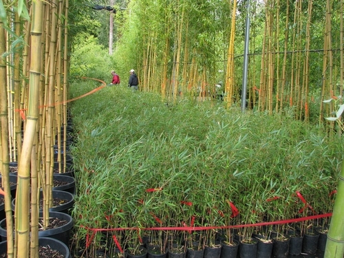 Fargesia sp. 'Rufa' Fargesia dracocephala 'Rufa' | Bamboo Garden