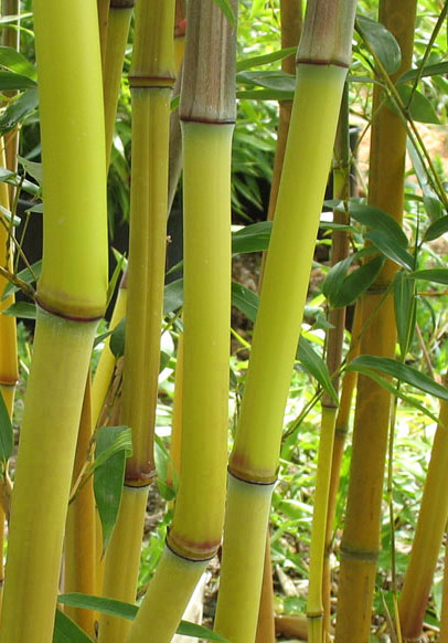 Cold Hardy Bamboo | Bamboo Garden