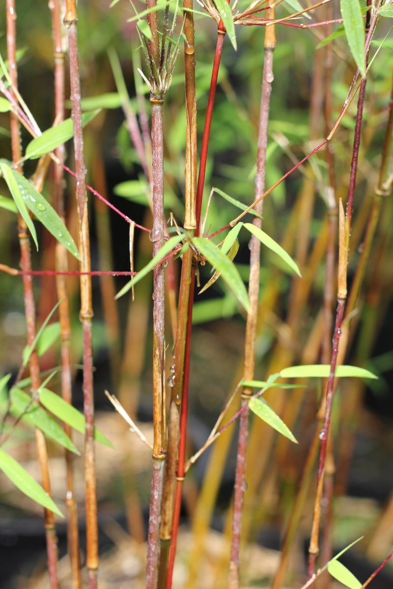 Browse Bamboo
