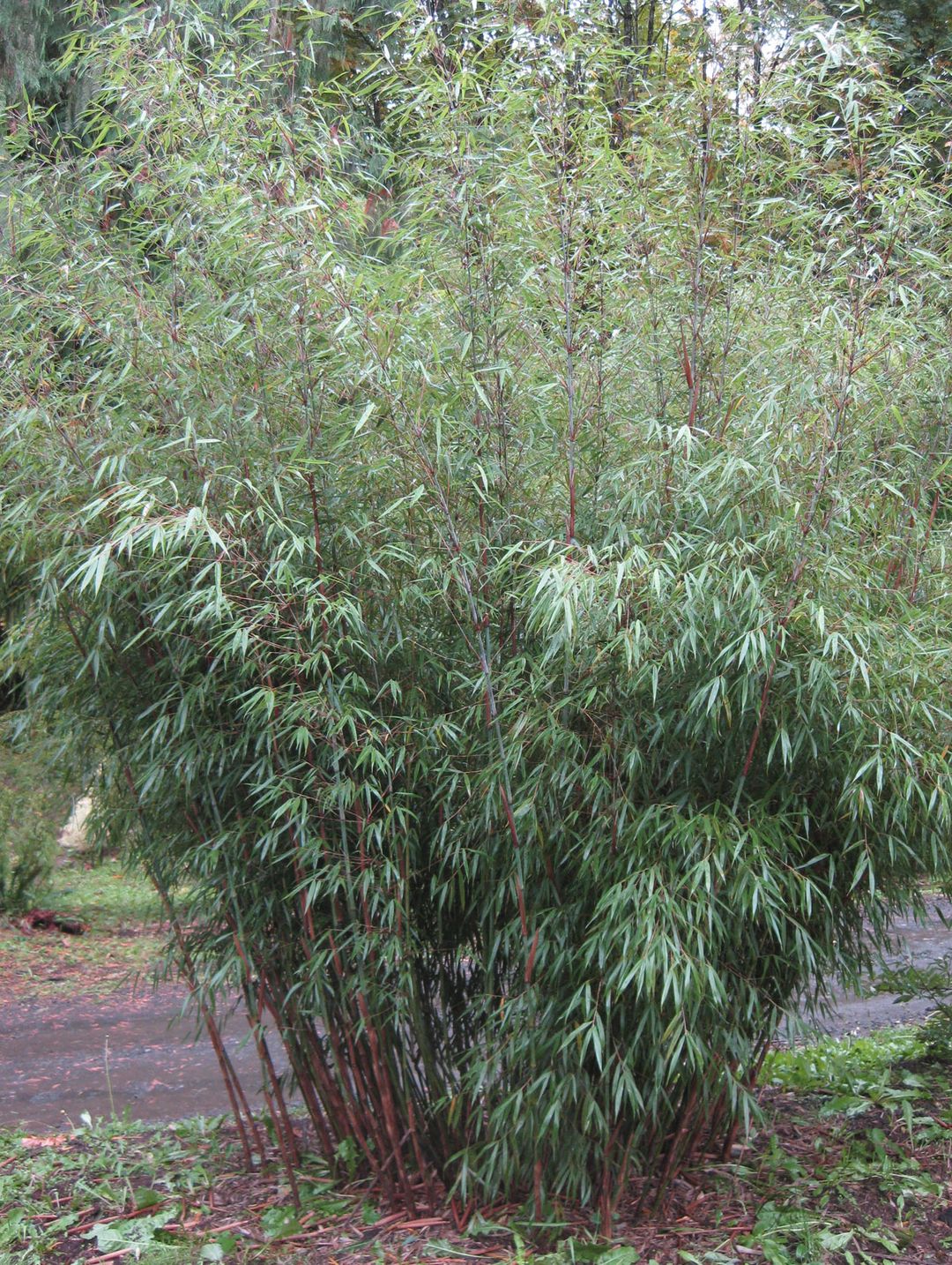 Browse Bamboo