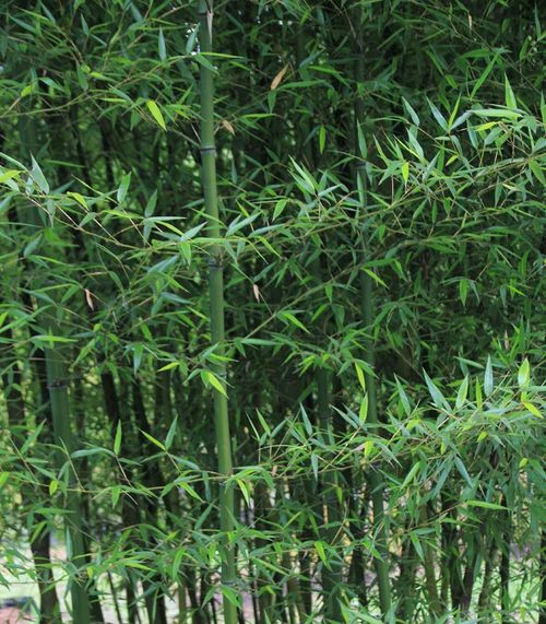 Browse Bamboo