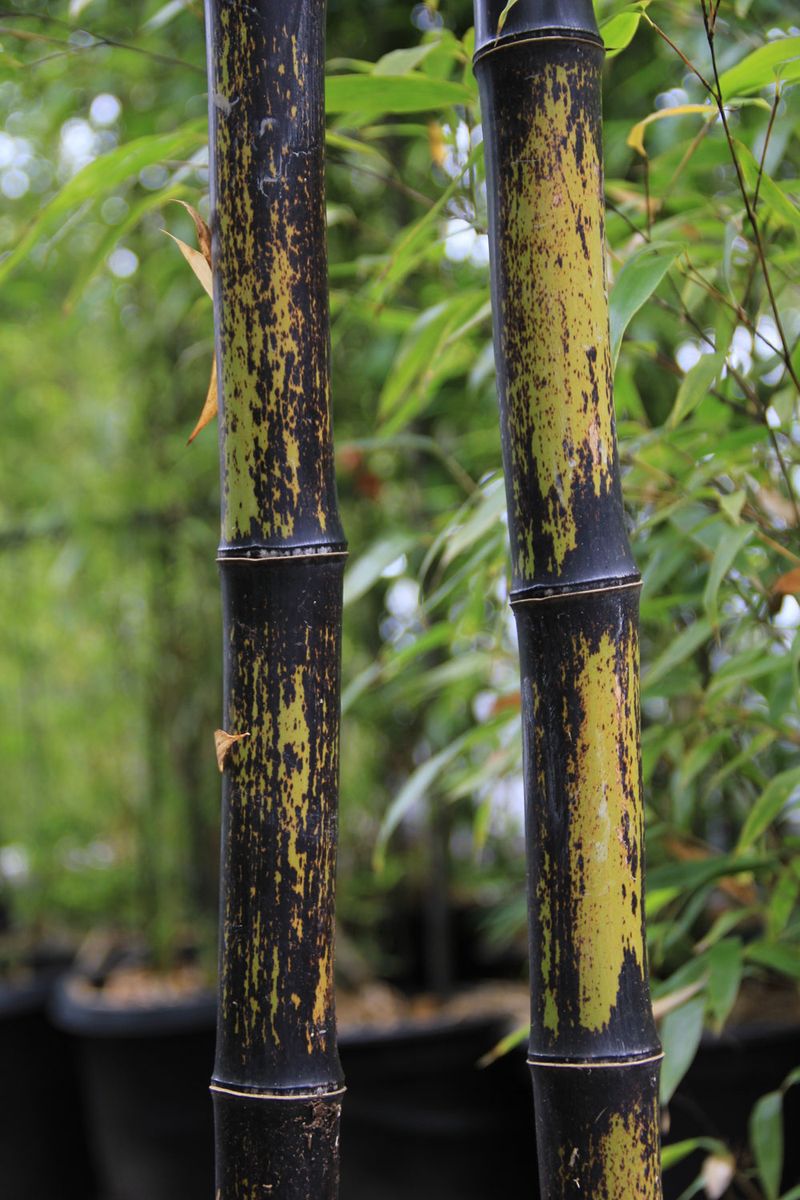 Bamboo Types | Browse Bamboo Garden