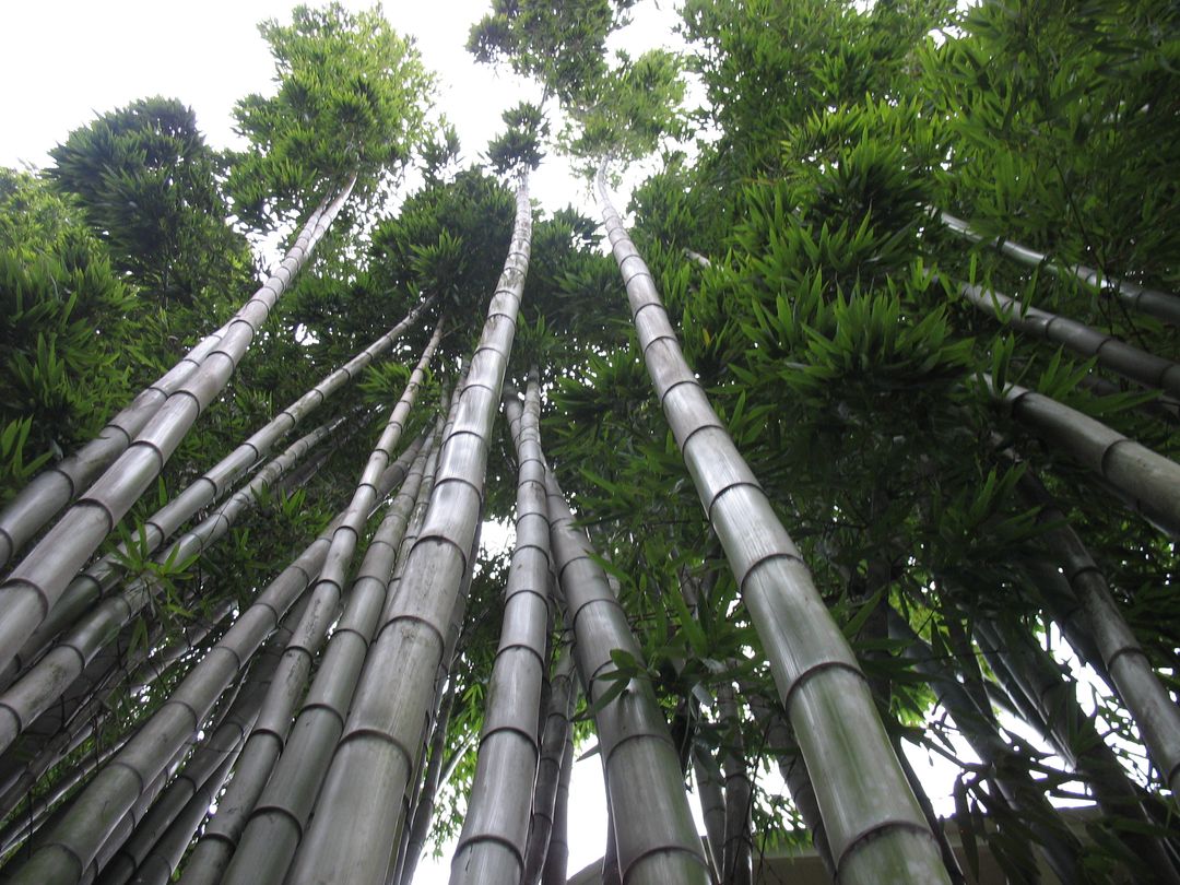 Bamboo Types | Browse Bamboo Garden