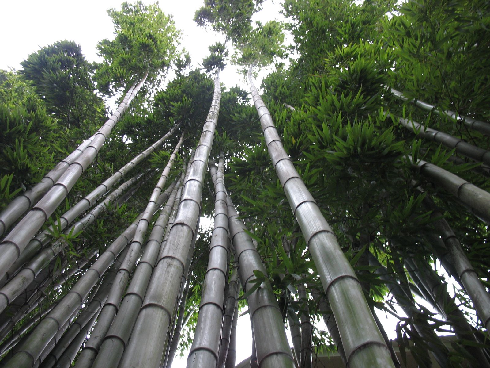 Bamboo Types | Browse Bamboo Garden