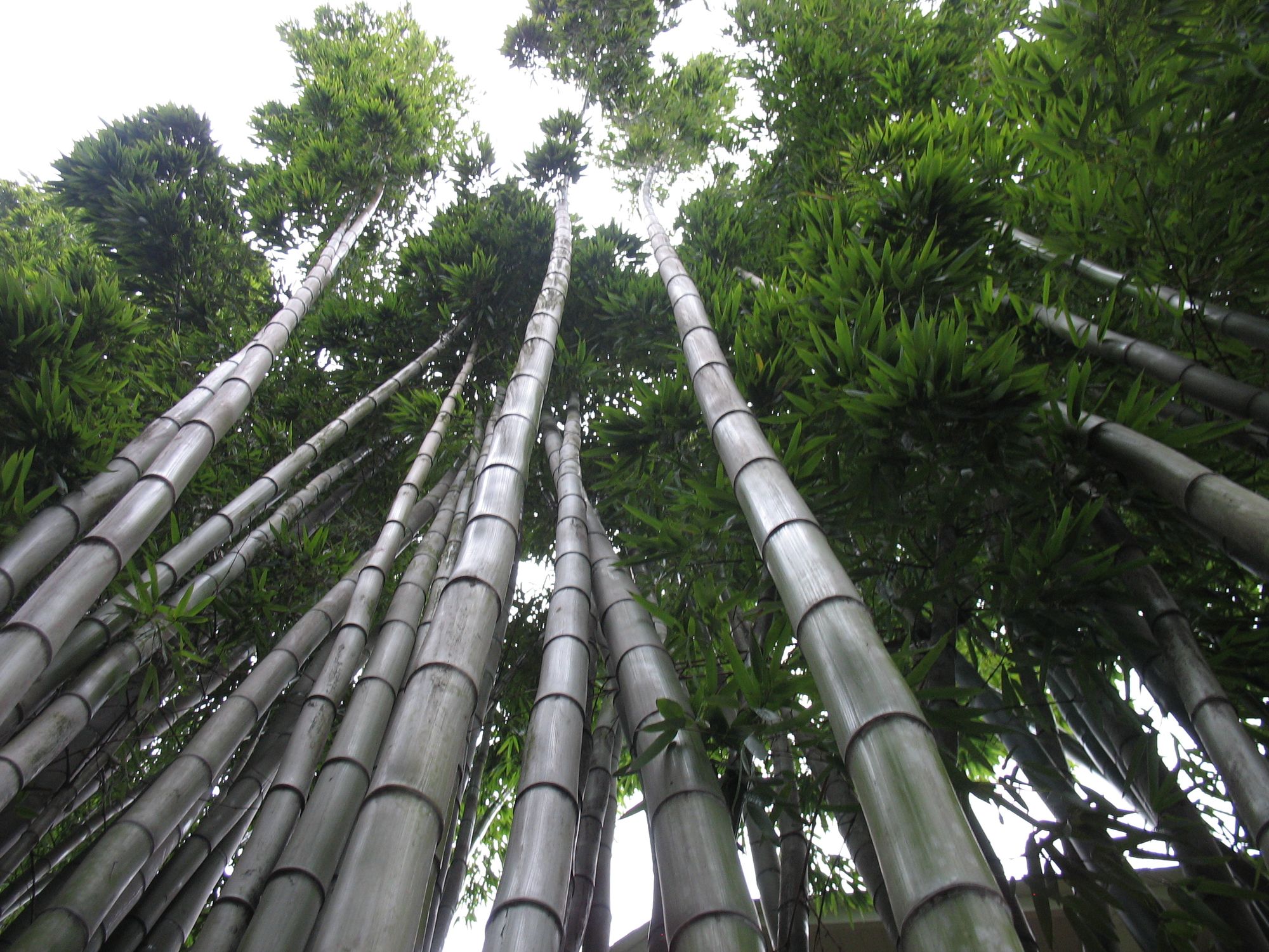 Bamboo Types | Browse Bamboo Garden