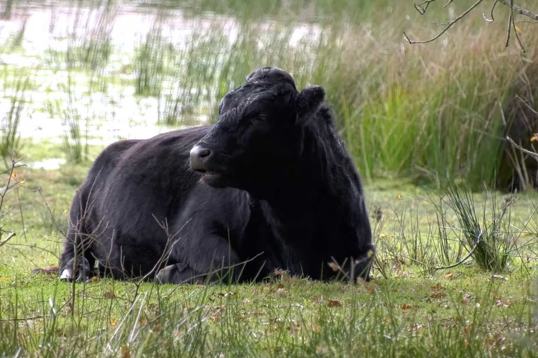 Cultured Fat Startup - Cow-Shed Startup