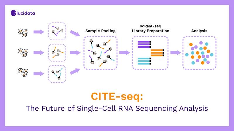 CITE-Seq: The Future of Single-Cell RNA Sequencing Analysis