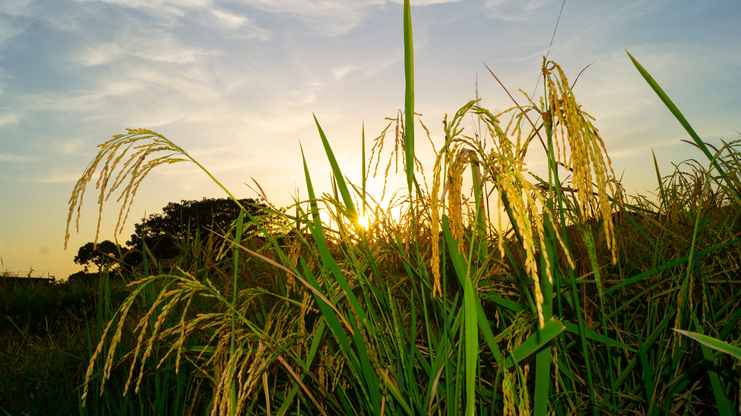 Regenerative agriculture | Rikolto