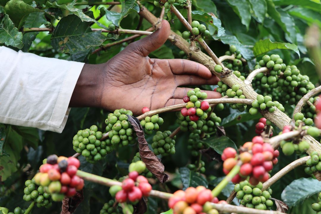 Uganda | Rikolto